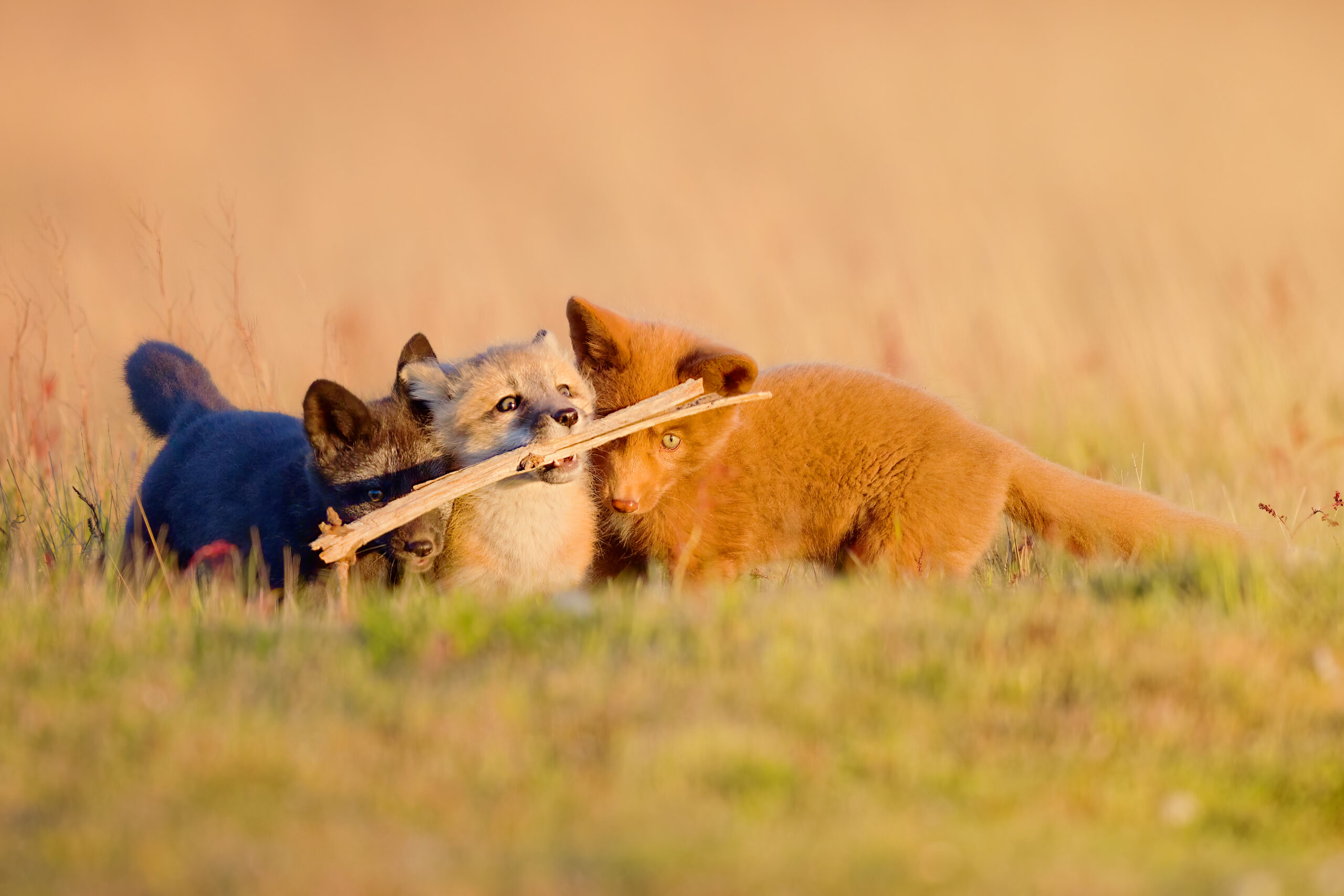 Home - Lisa Lixuan Sproat Photography