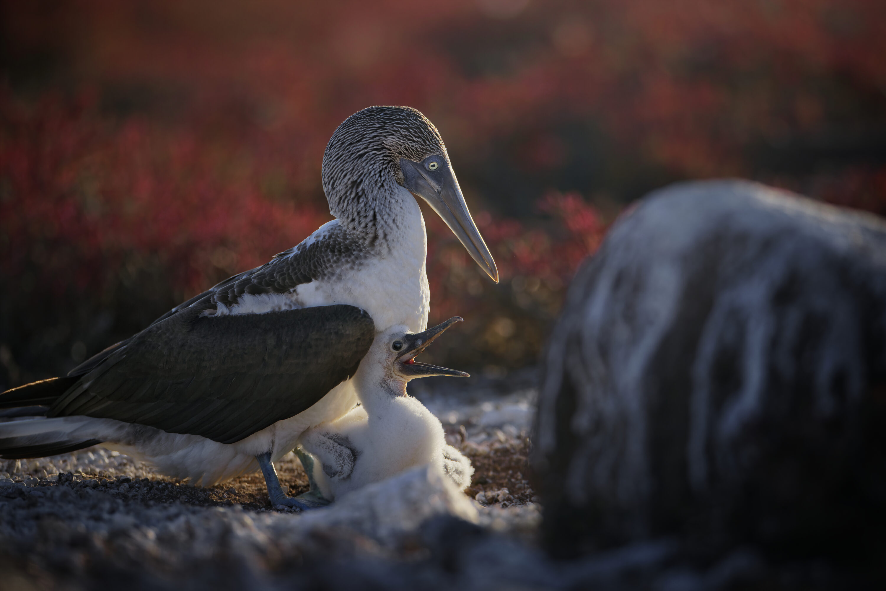 Galápagos, 2022 - Lisa Lixuan Sproat Photography