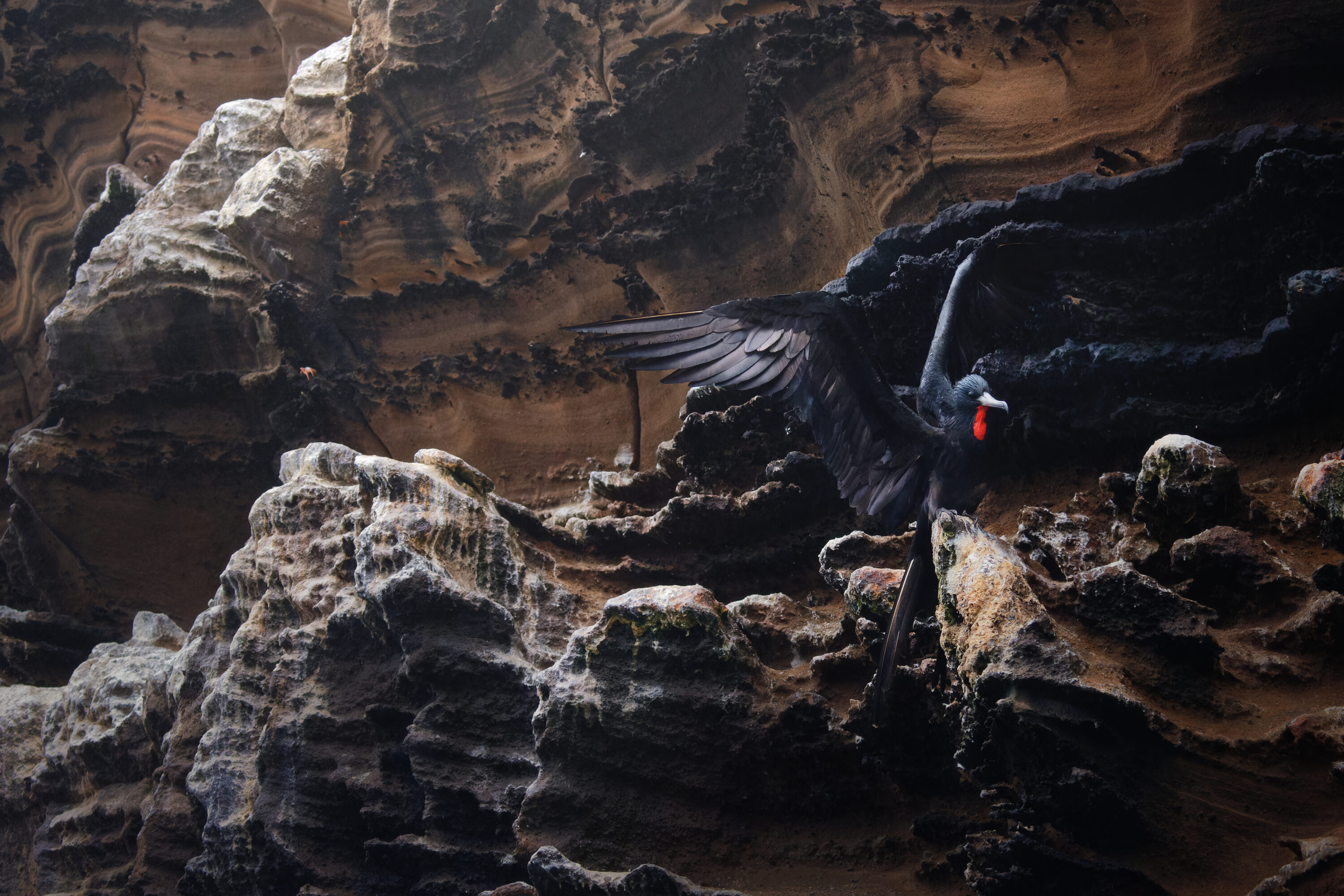 Galápagos, 2022 - Lisa Lixuan Sproat Photography