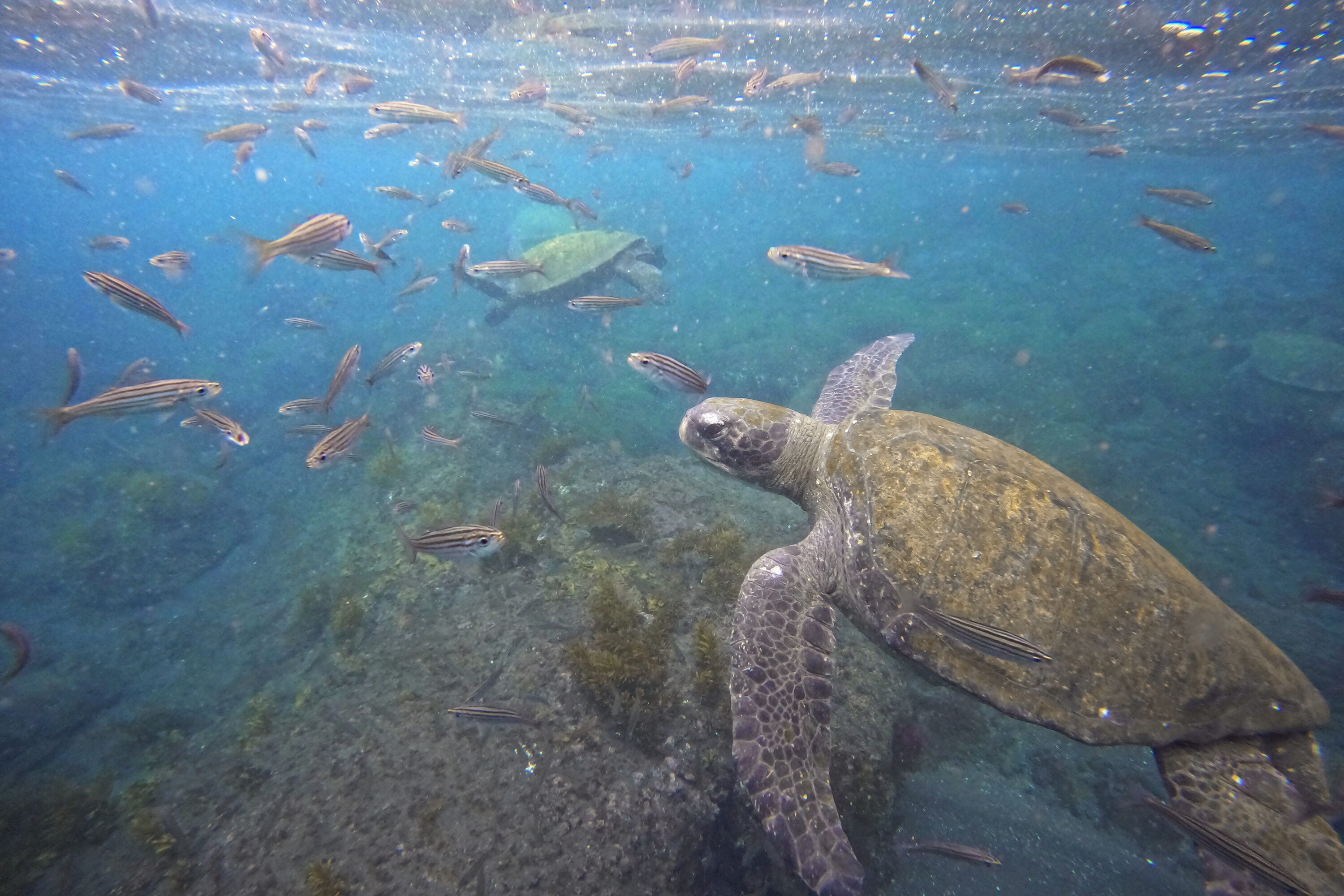 Galápagos, 2022 - Lisa Lixuan Sproat Photography