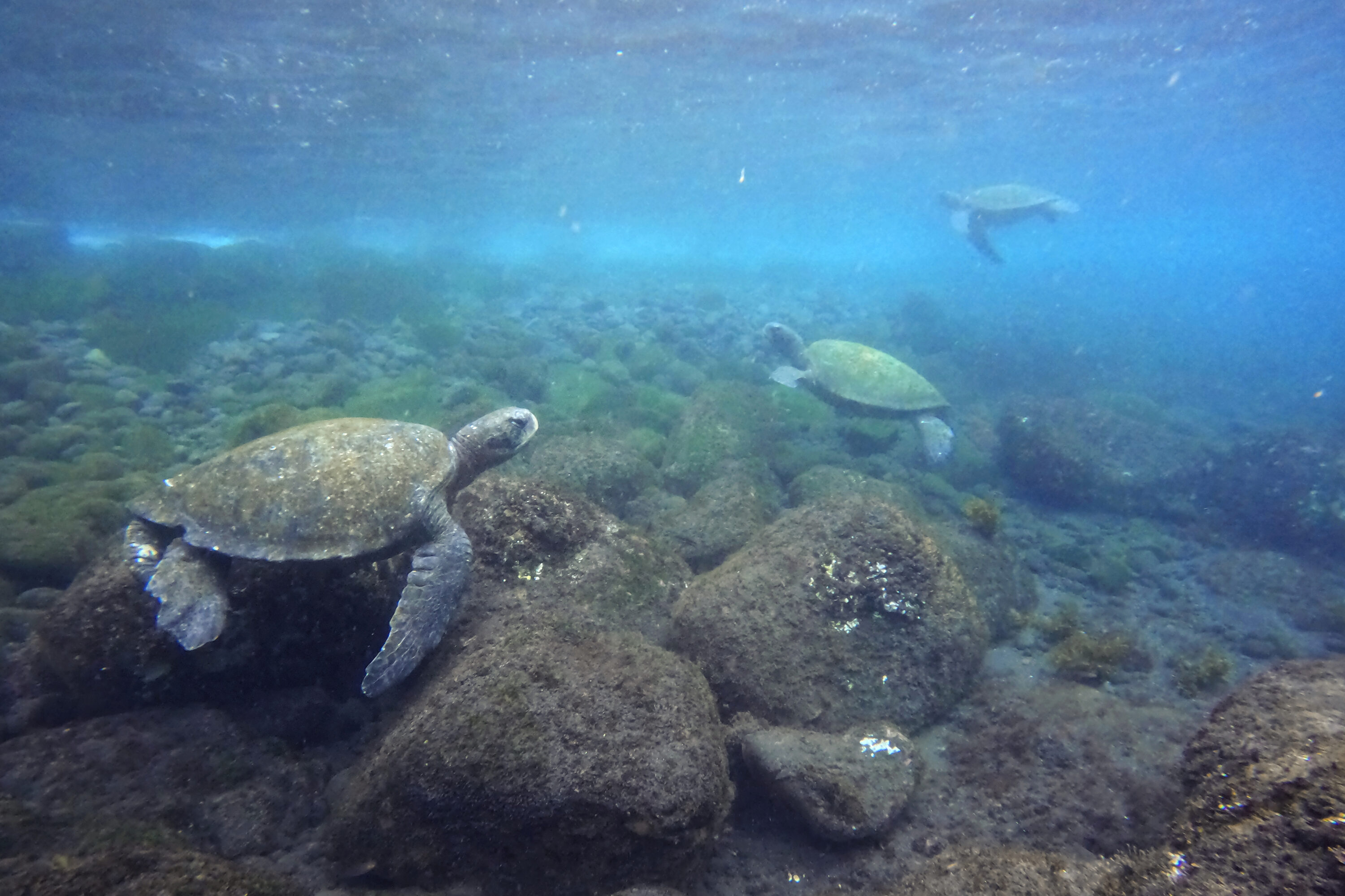 Galápagos, 2022 - Lisa Lixuan Sproat Photography