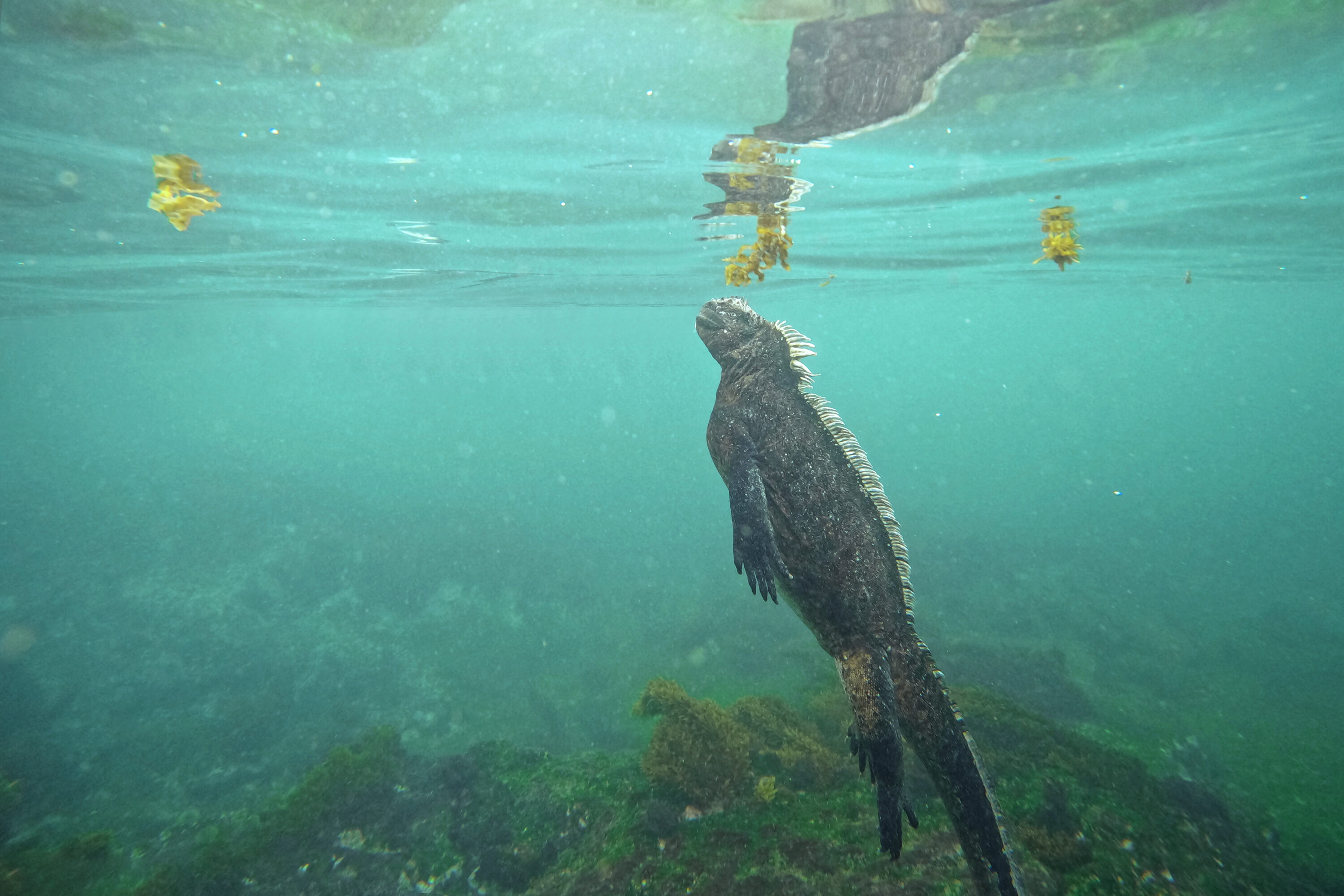 Galápagos, 2022 - Lisa Lixuan Sproat Photography