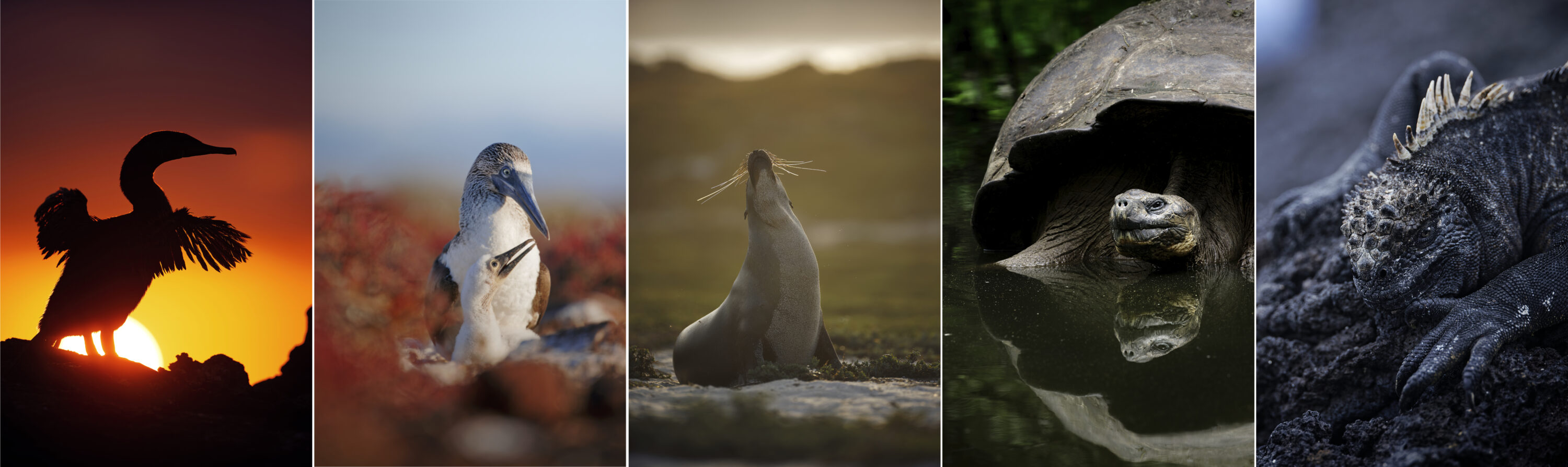 Galápagos, 2022 - Lisa Lixuan Sproat Photography