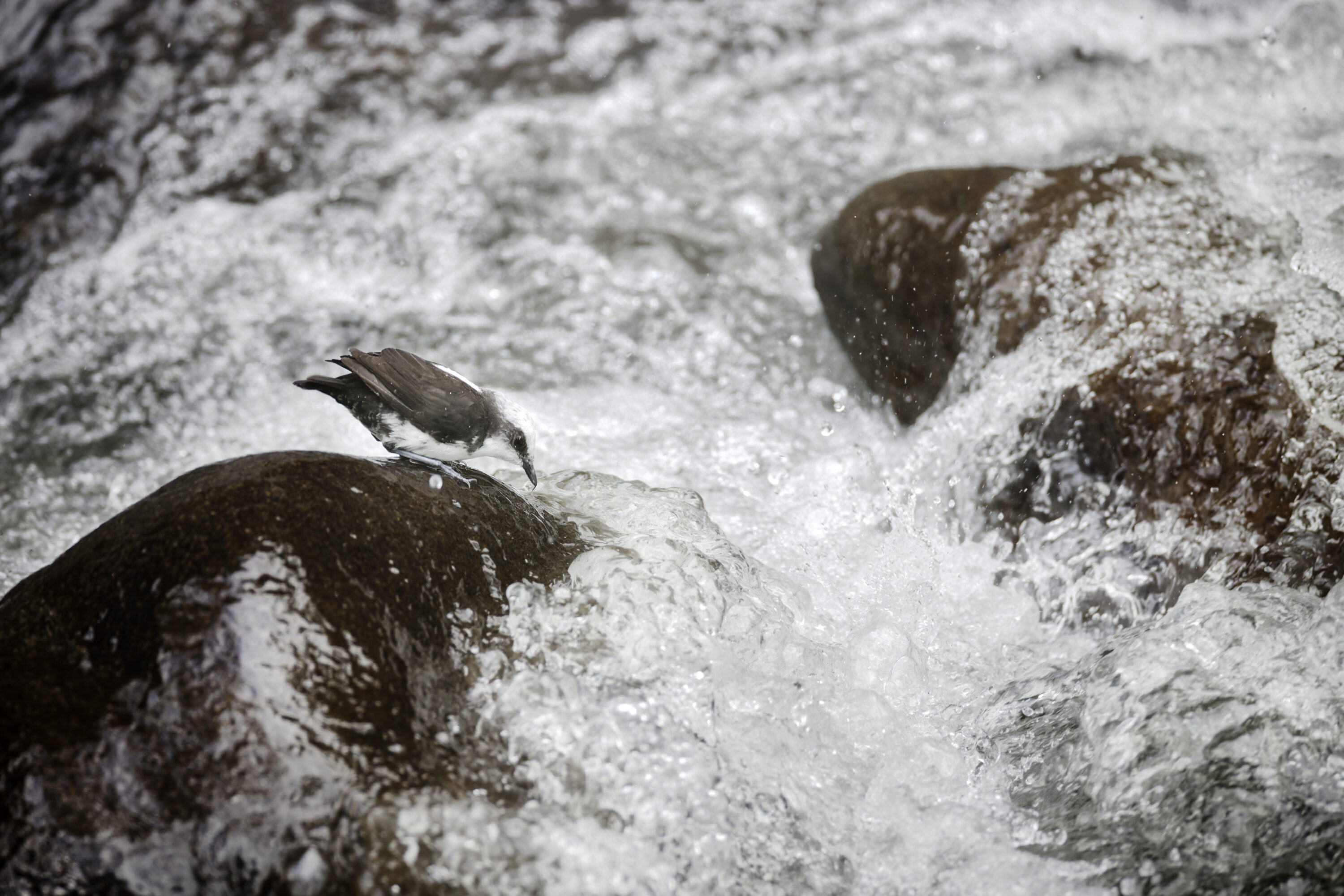 Ecuadorean Andes - Northwest Slopes, 2022 - Lisa Lixuan Sproat Photography
