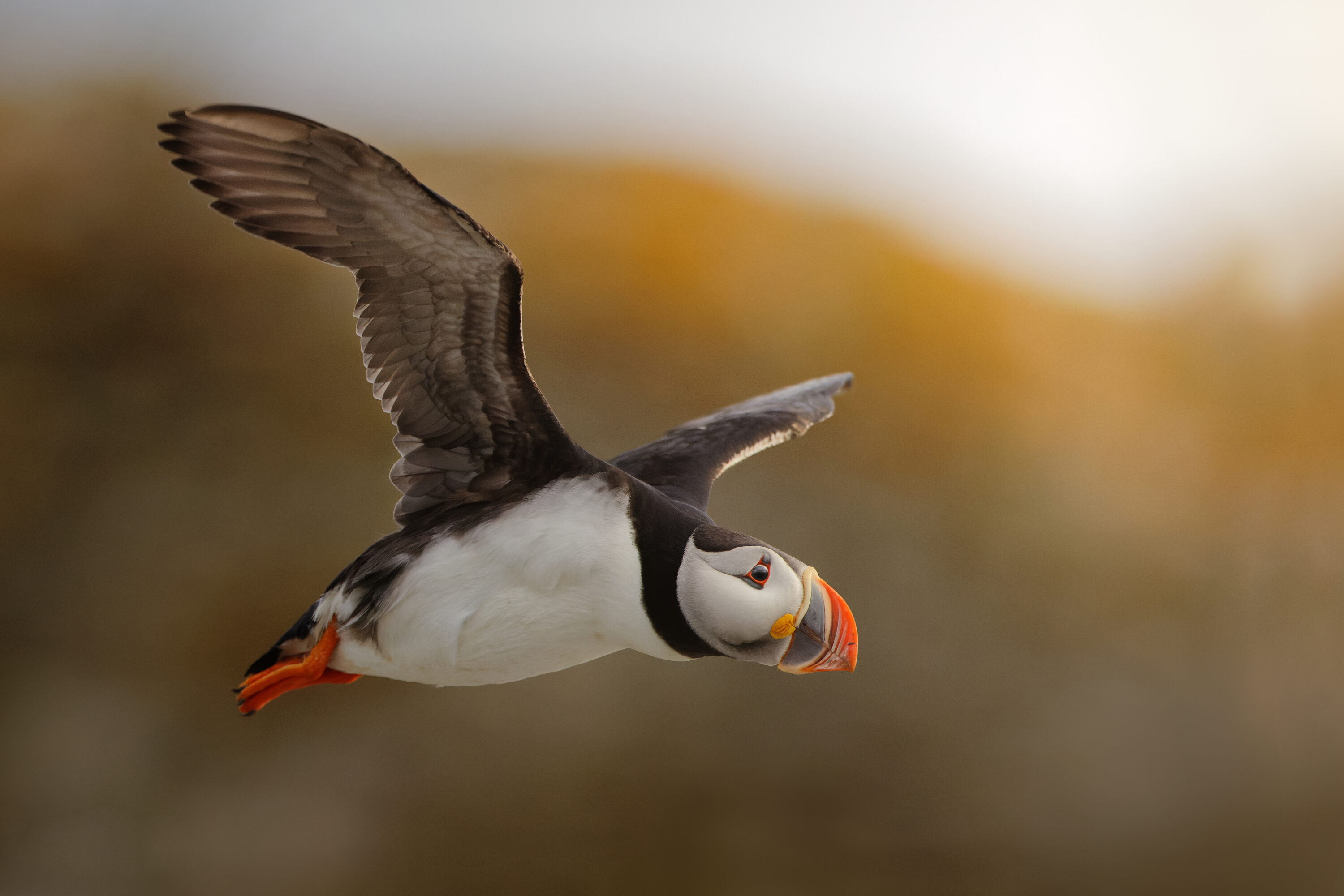 Atlantic Puffins of Côte-Nord, Québec, 2023 - Lisa Lixuan Sproat ...
