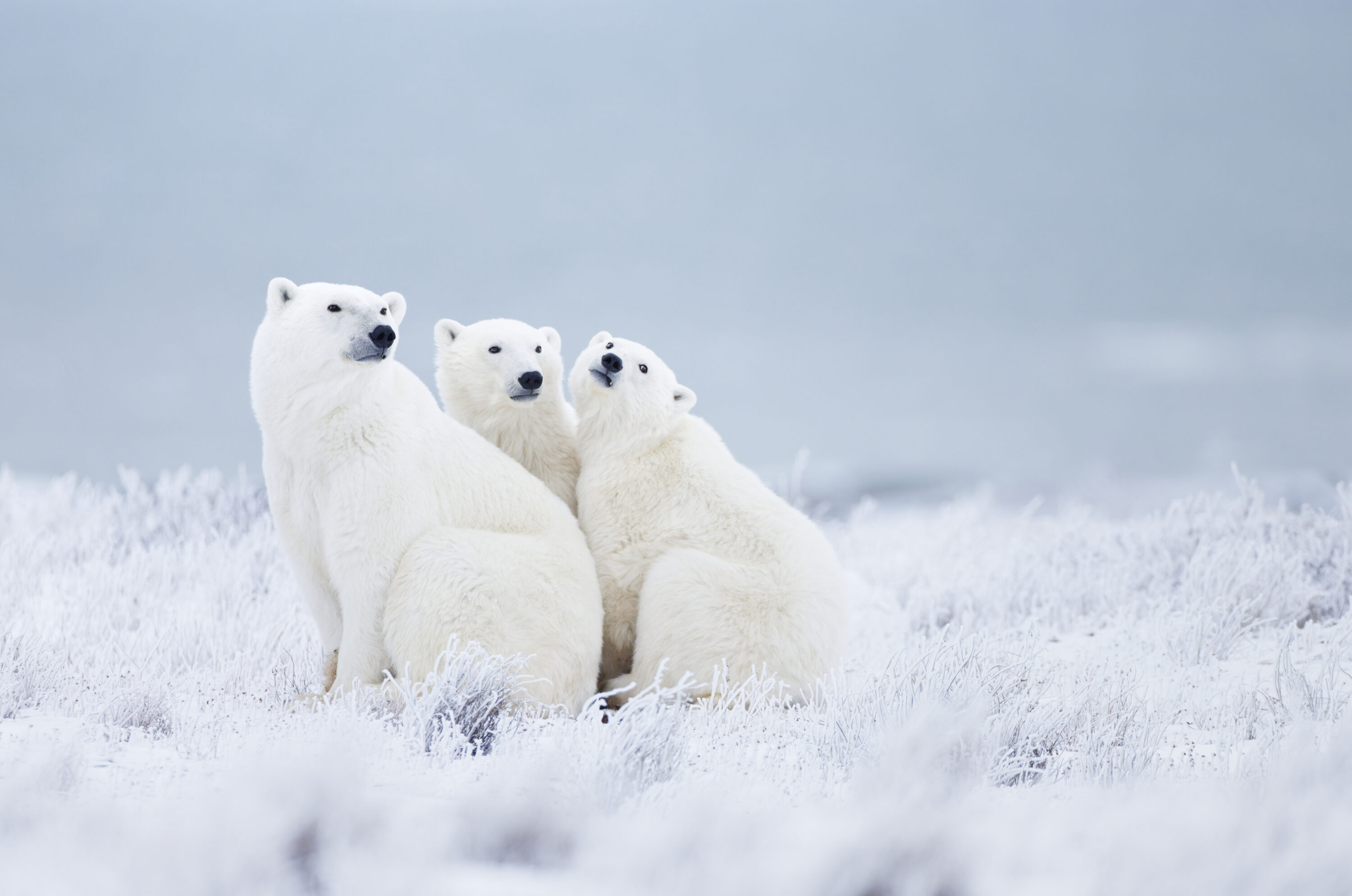 Polar Bears of Churchill, Manitoba, 2023 - Lisa Lixuan Sproat Photography