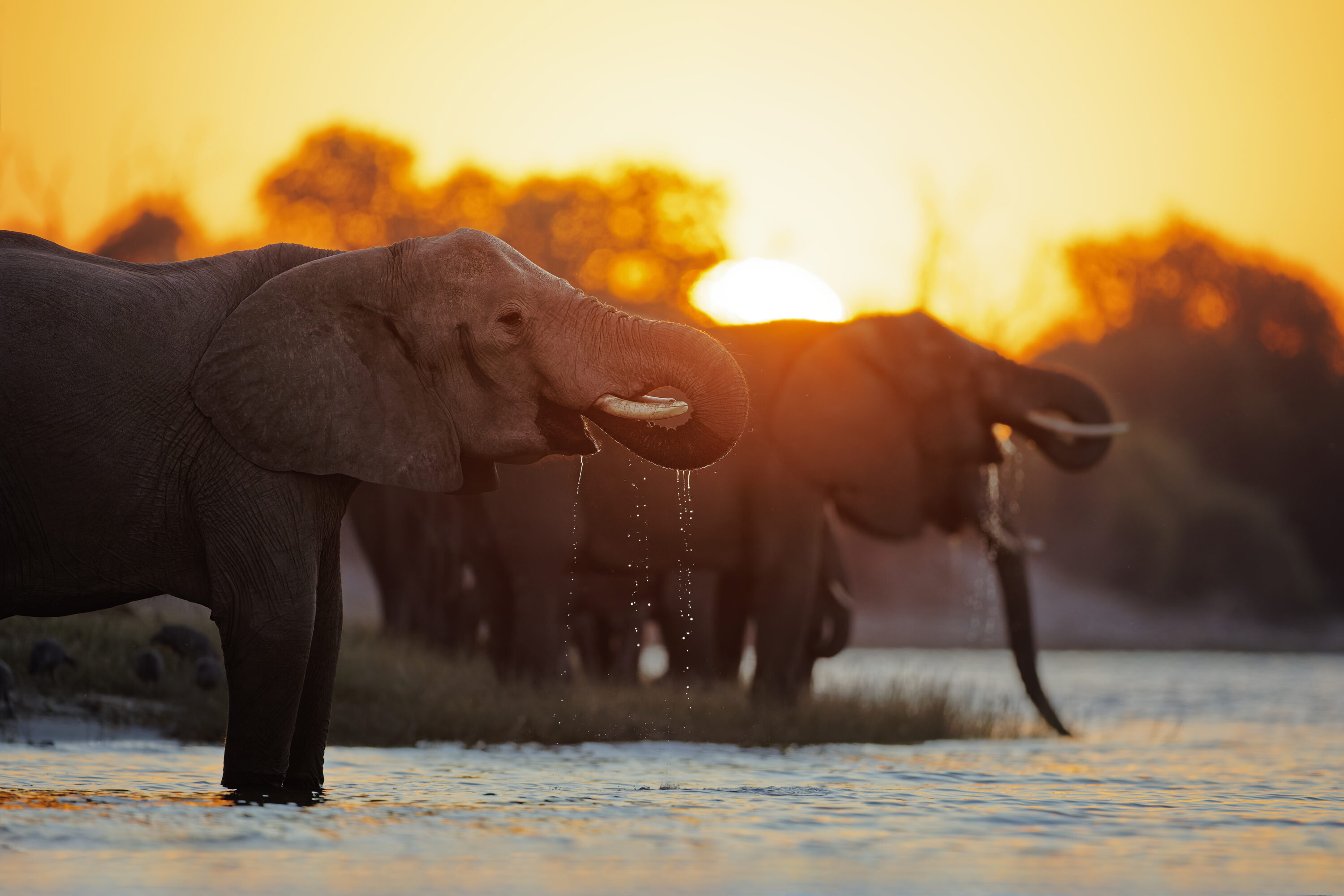 Dry Season in Botswana, 2025 - Lisa Lixuan Sproat Photography